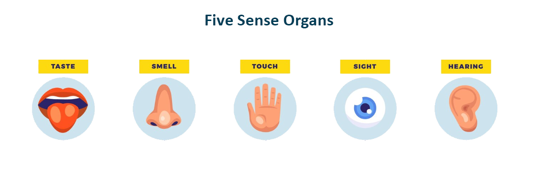 Know In Detail About Your 5 Sense Organs: Its Functions and Related ...