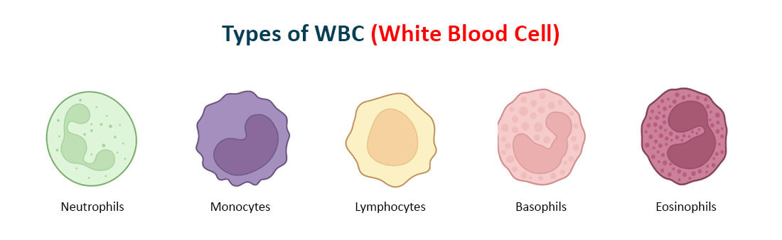 Protect Yourself From Illness- Know Why Your WBC Count is Low | Ganesh ...