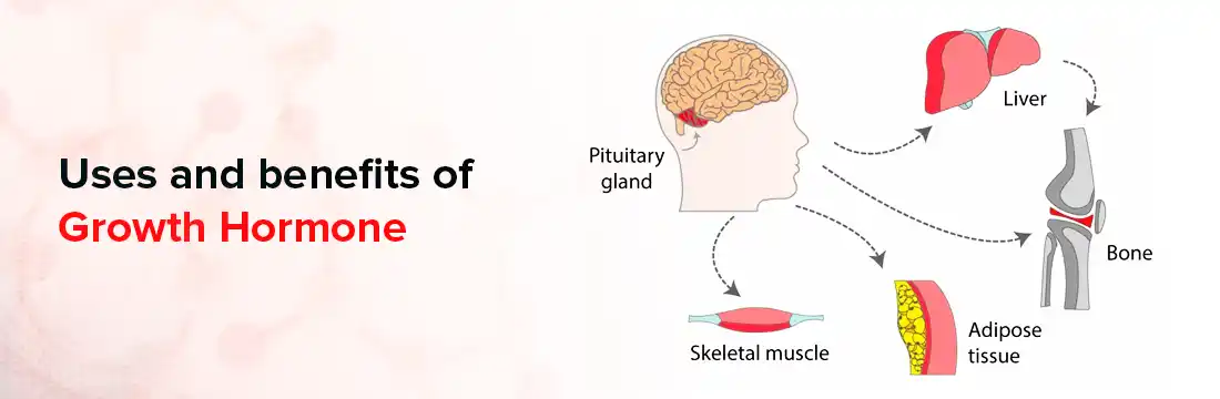 Human Growth Hormone Test : Things To Know Uses, Benefits and Side ...