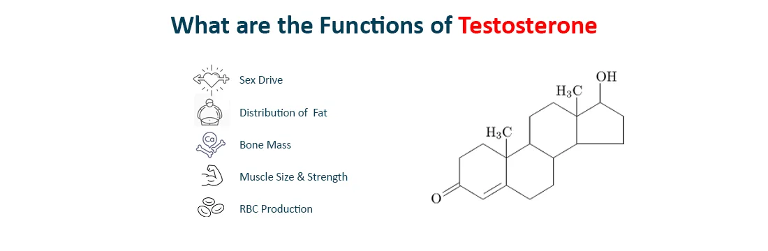 Detailed Overview Of Testosterone : How does it Influence your Health ...