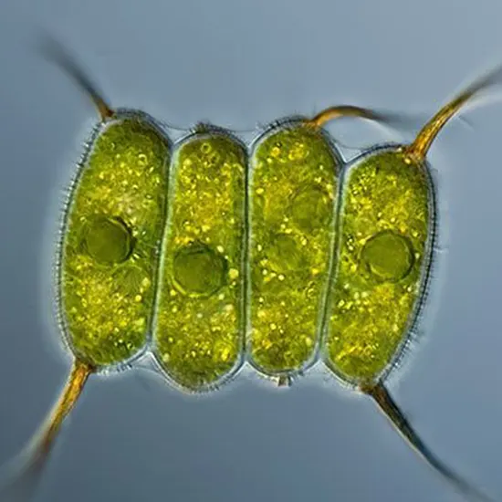 Desmodesmus : A Green Microalgae With Potential For Biotechnology and ...