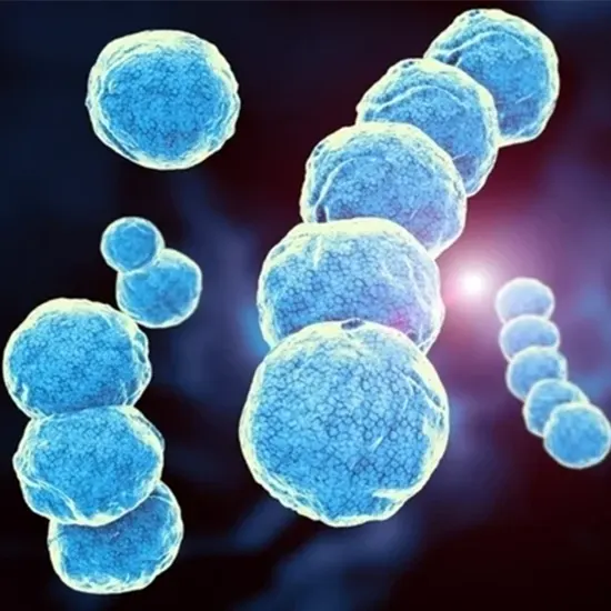 The Sneaky Invader : Streptococcus pyogenes | Ganesh Diagnostic