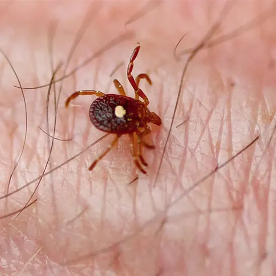 Ehrlichia Ewingii : The Tick Borne Disease You Need To Know About ...