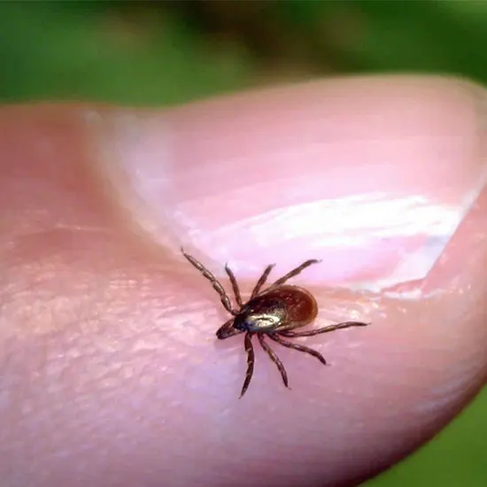 Don't Let a Tick Bite Ruin Your Life : Learn About Rickettsial ...
