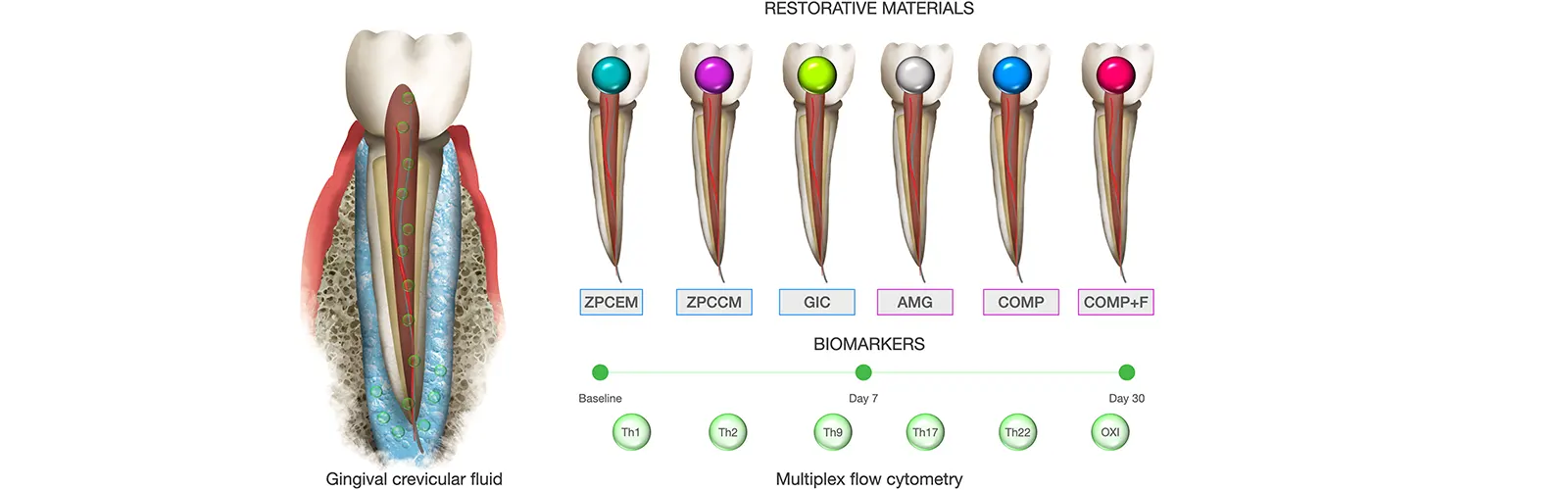 Role of OPG in Staging of Oral Health Issues