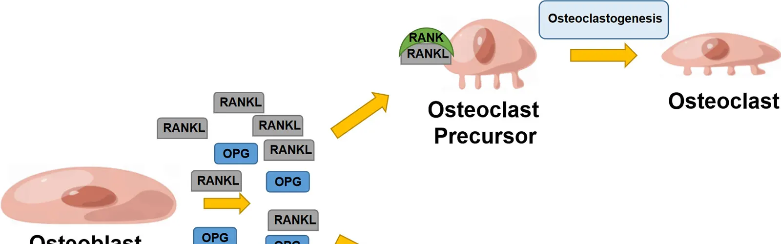 What are the Functions of OPG?