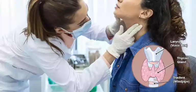 Thyroid Gland: Position in the Body, Shape, Hormones Secreted by the ...