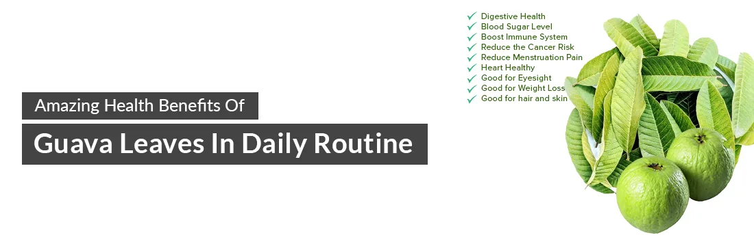 Amazing Health Benefits Of Guava Leaves In Daily Routine