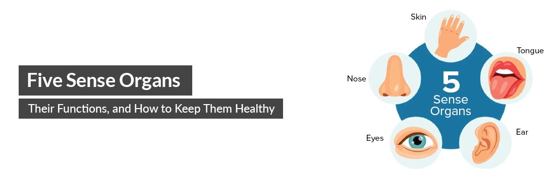Five Sense Organs : Their Functions, and How to Keep Them Healthy