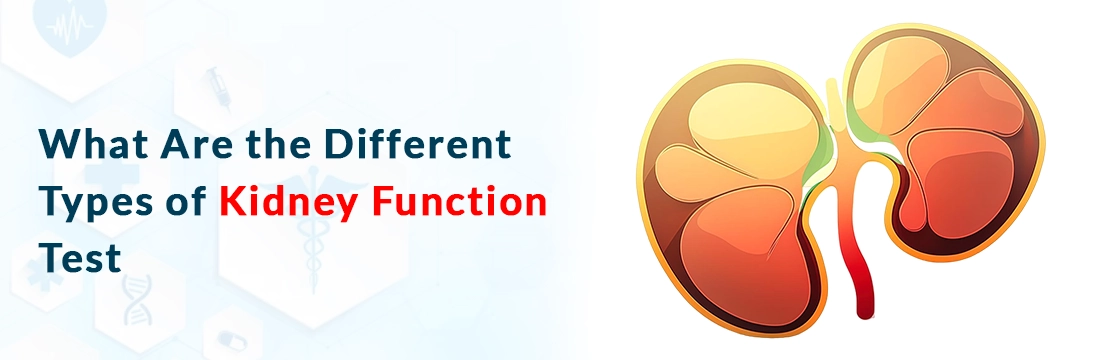 Different Types of Kidney Function Test