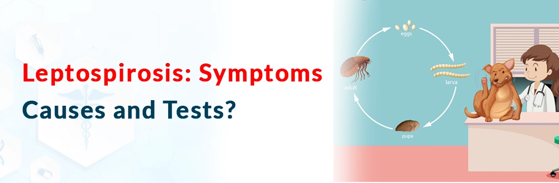 Leptospirosis: Symptoms, Causes and Tests? | Ganesh Diagnostic