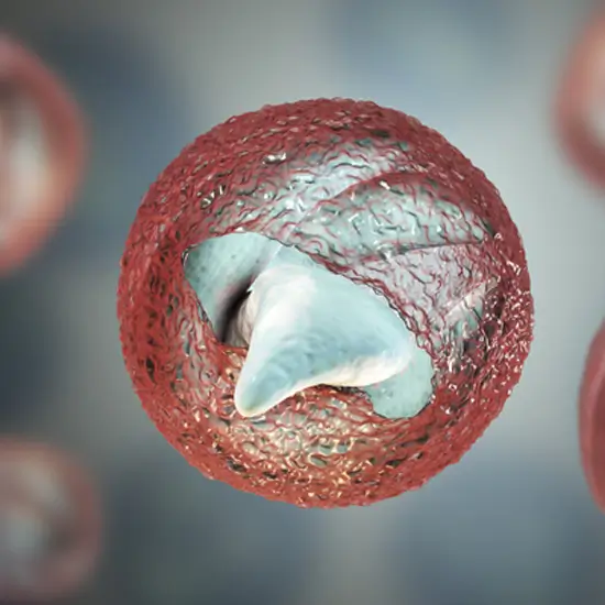 Book Cryptosporidium Anti | Test Price In Delhi | Ganesh Diagnostic