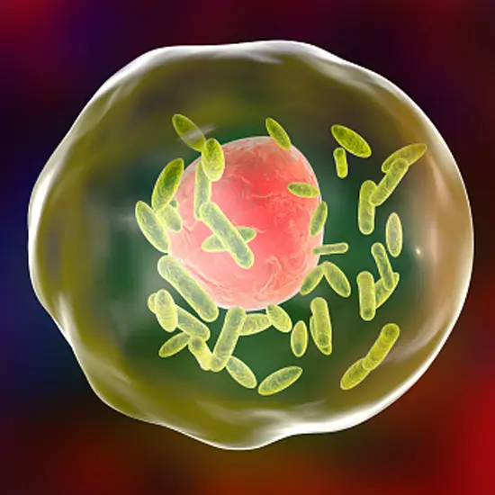 Types Of Fever Panel Test | Fever Panel Price List In Delhi, India ...