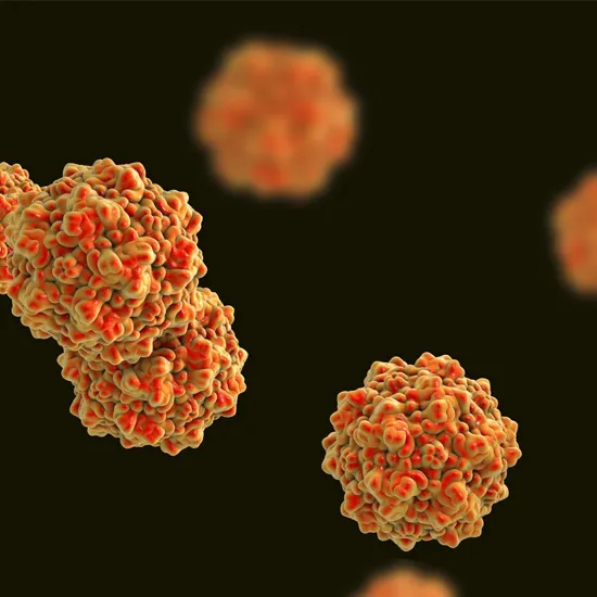 Book Parvovirus B19 | Test Price In Delhi | Ganesh Diagnostic