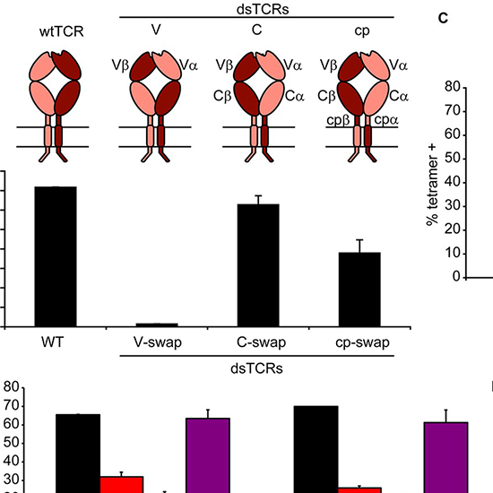 T-Cell Receptor Gene Rearrangement Test Near You in Delhi | Book Test ...