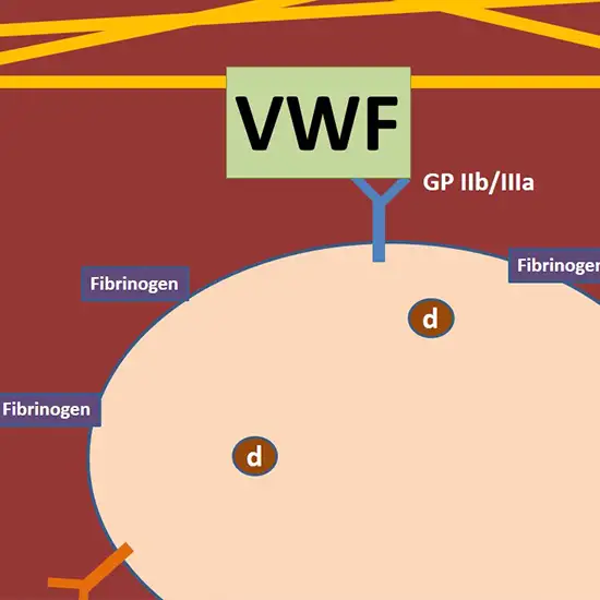 VON Willebrand Factor Antigen | Test Price in Delhi | Ganesh Diagnostic