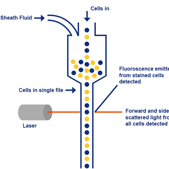 Flow Cytometry Test Near You in Delhi | Book Test at Low Price