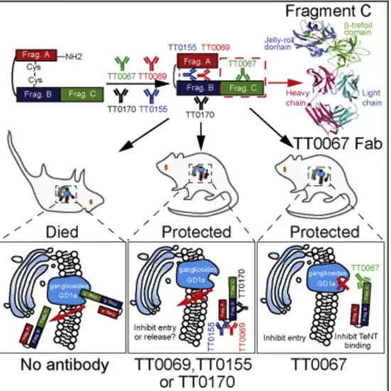 Tetanus Toxid Antibody IgG Test Near You in Delhi | Book Test at Low Price