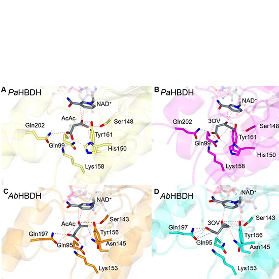 Book Hydroxybutyrate Dehydrogenase (HBDH) | Test Price In Delhi ...