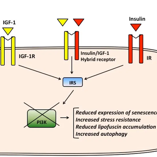 Insulin-Like Growth Factor-1 (IGF-1) Somatomedin C Test In Delhi, India ...