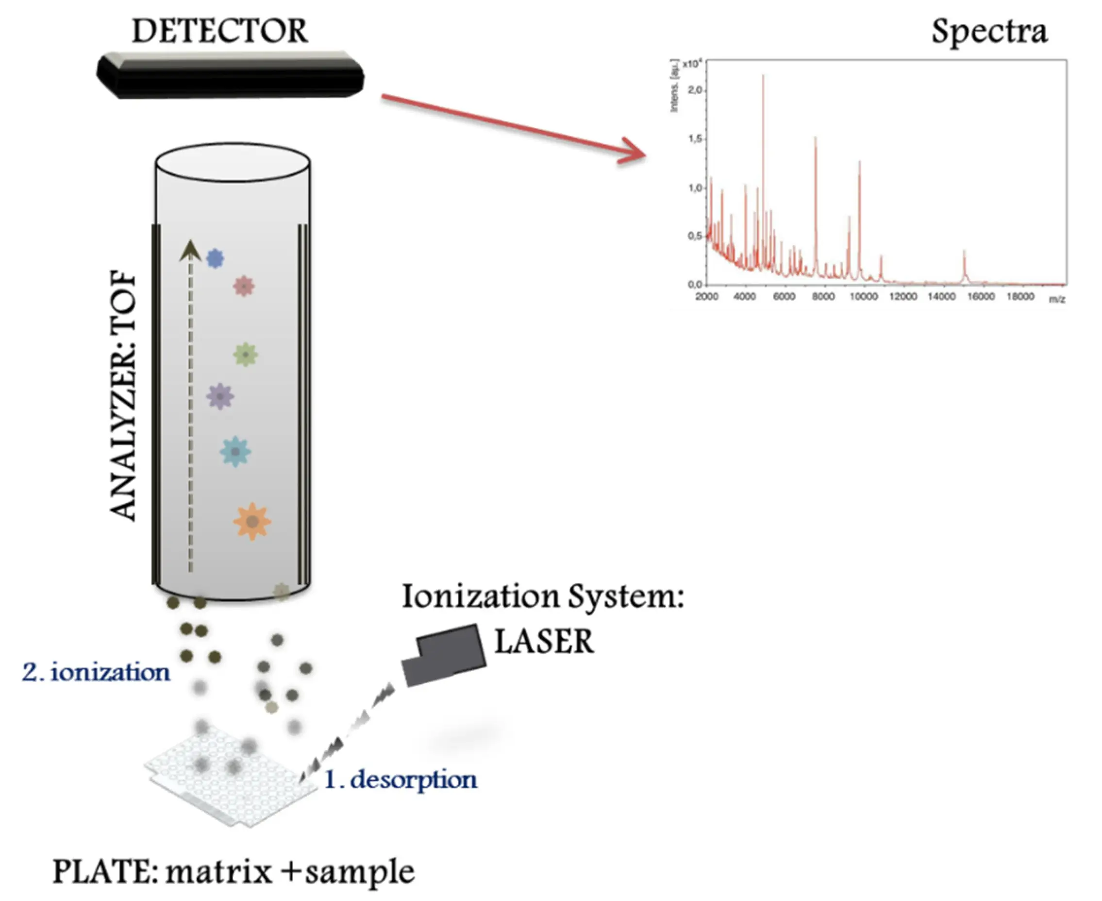 MALDI-TOF MS Mycobacterium Speciation | Test Price In Delhi | Ganesh ...