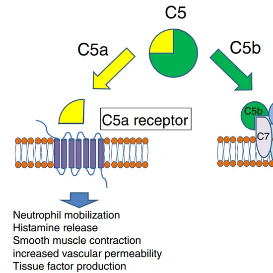 C5 Complement Component Cost in Delhi Test Price Near Me, India | GDIC