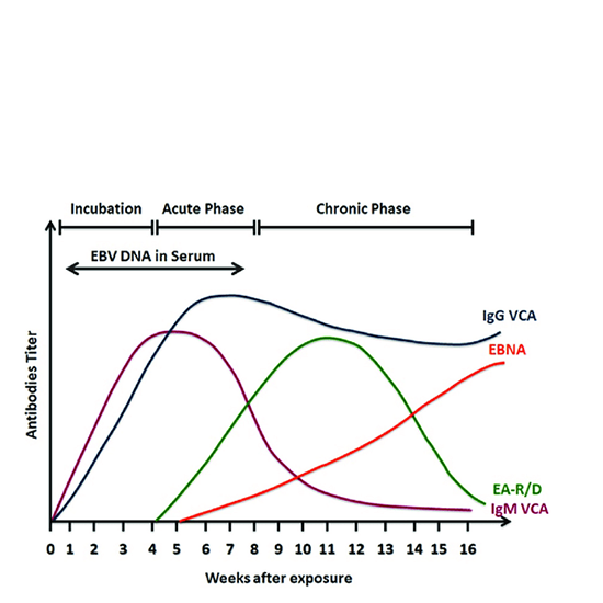 Epstein Barr Virus (VCA) IgG | Test Price In Delhi | Cost Near Me ...