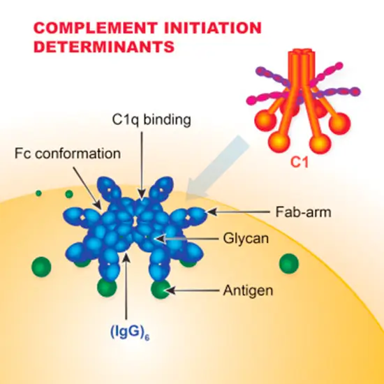 Immune Complex Detection Binding Complement Component 1q (C1Q) Test ...
