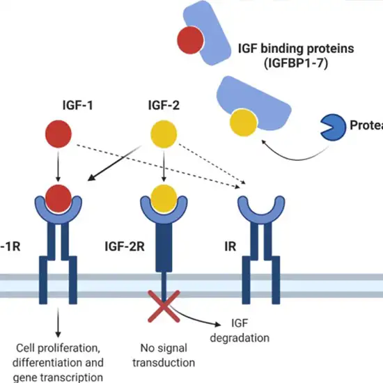 Insulin-like Growth Factor-binding Protein 2 Cost in Delhi Test Near Me ...