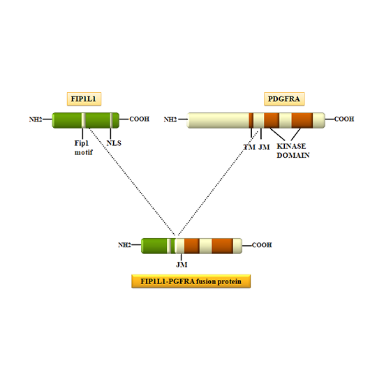FIP1L1-PDGFRA Gene Rearrangement Detection Cost in Delhi | GDIC