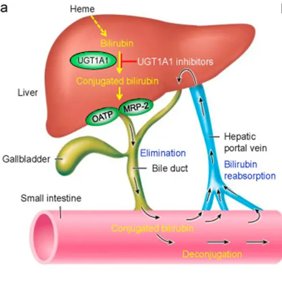 UGT1A1 Gene Polymorphism Test Near You in Delhi | Book Test at Low Price