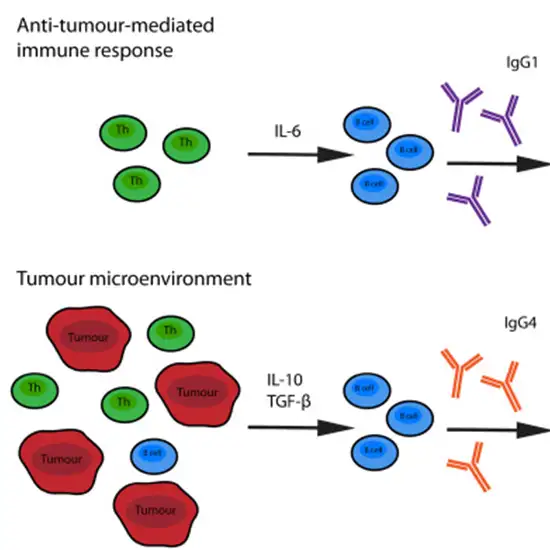 IgG4 Immunoglobulin G4 | Test Price In Delhi | Cost Near Me, India ...