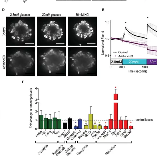 ADRB2 (Beta-2 Adrenergic Receptor) Genotyping For Beta-2 Agonist ...