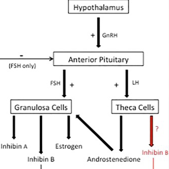 Inhibin A, Reproductive Marker | Test Price In Delhi | Cost Near Me ...