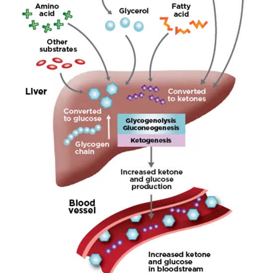 Book Ketone Body Serum (Beta Hydroxybutyrate) Test | Test Price In ...
