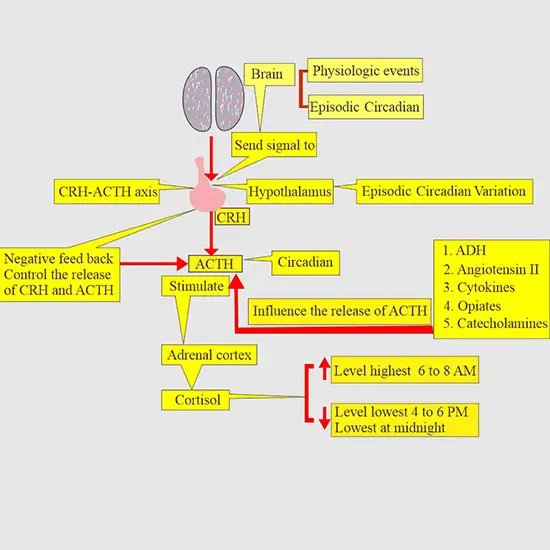 Cortisol Suppression by Dexamethasone, Overnight Low Dose Test Cost in ...