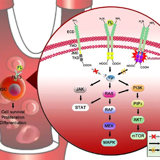FMS-Like Tyrosine Kinase 3 Gene Mutation | Test Price In Delhi, India ...