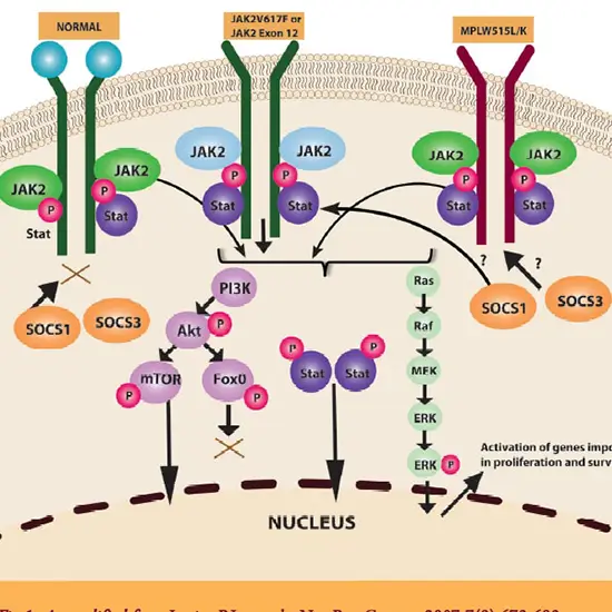 JAK 2 Exon 12 Mutation Detection Cost in Delhi Test Price Near Me ...