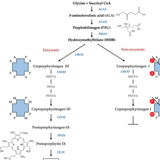 Porphobilinogen (PBG) Qualitative Urine | Test Price In Delhi, India ...