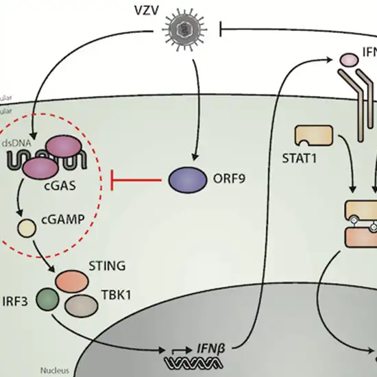 Varicella Zoster Virus (VZV), Qualitative PCR | Test In Delhi, India ...