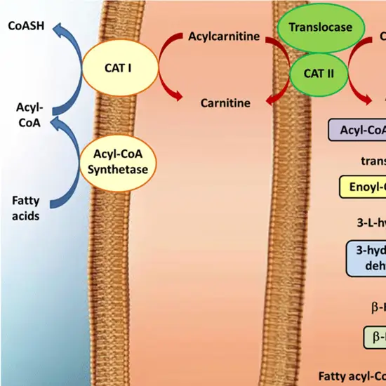Very Long Chain Fatty Acids | Test Price In Delhi | Cost Near Me, India ...