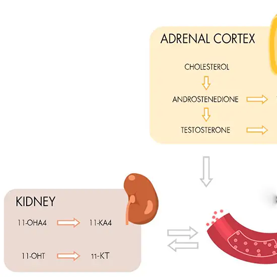 Steroid Panel For Premature Adrenarche | Test Price In Delhi, India ...