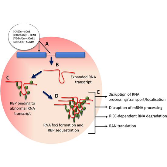 SCA-3 (Spinocerebellar Ataxia): ATXN3 Gene Mutation Test Near You in ...