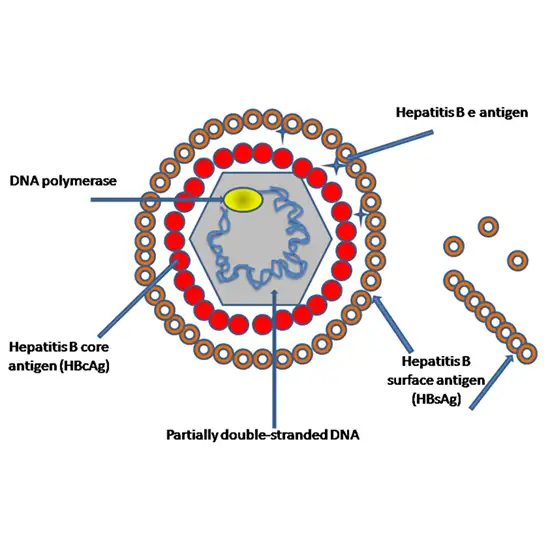 Hepatitis B Antigen (HbsAg) Australian Antigen Cost in Delhi Test Price ...