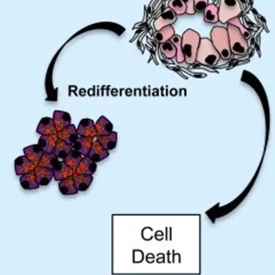 ONCOPRO KRAS Rapid Test Near You in Delhi | Book Test at Low Price