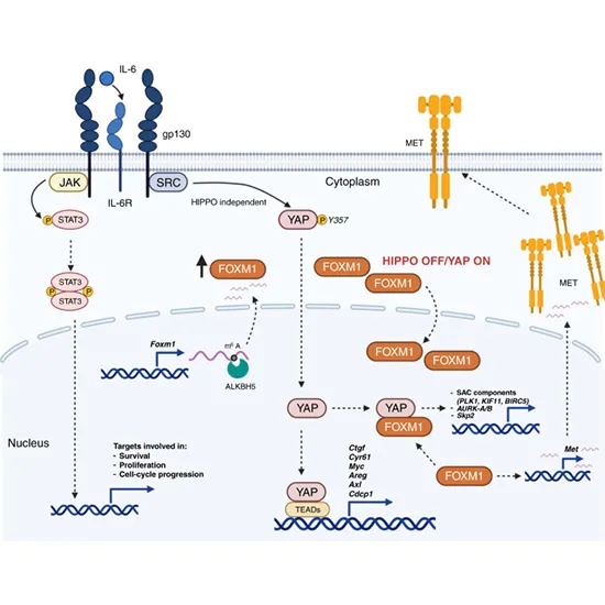 ONCOPRO EGFR Rapid Test Near You in Delhi | Book Test at Low Price