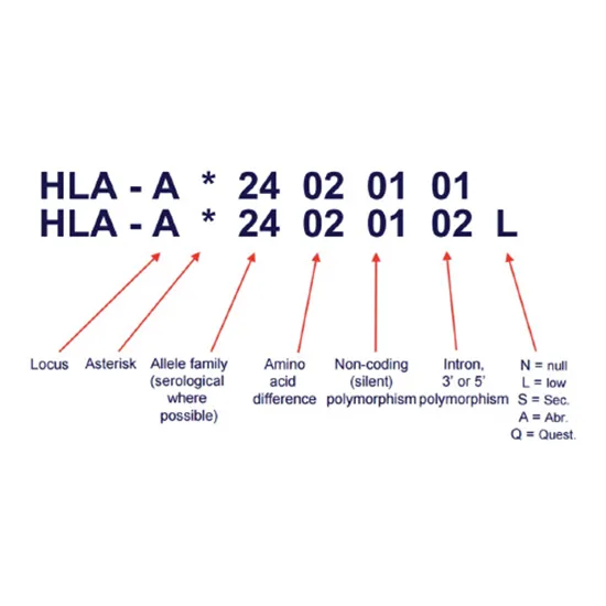 HLA DNA High Resolution Typing - C Locus | Test Price In Delhi, India ...