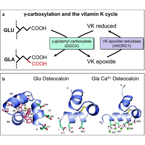 Osteocalcin : Bone Gla Protein (BGP) | Test Cost In Delhi, India ...