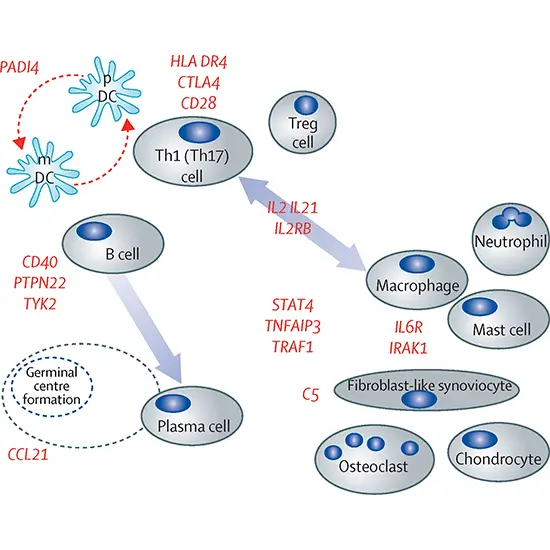Book Rheumatoid Factor Panel Serum | Test Price In Delhi, India ...