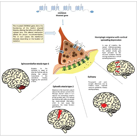 SCA-6 (Spinocerebellar Ataxia): CACNA1A Gene Mutation Test Cost in ...